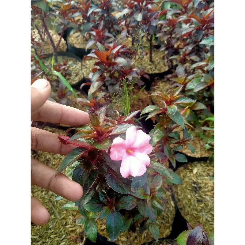 Jual Tanaman Hias bunga Pacar air pink | Shopee Indonesia