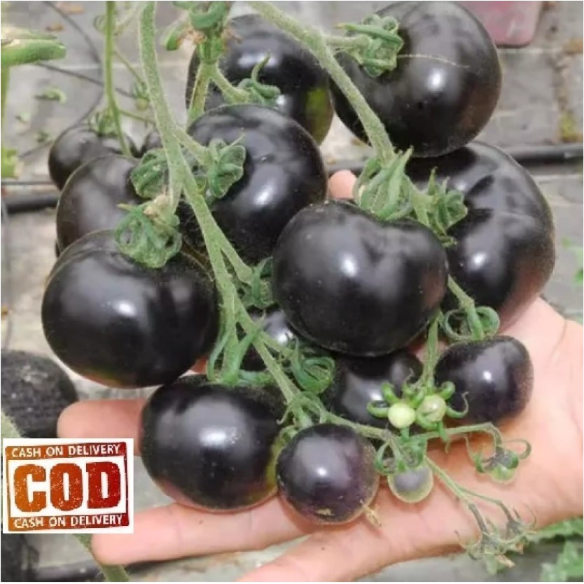 Jual TOMAT HITAM 02 biji / bibit / benih TOMAT HITAM / TOMAT UNGU ...