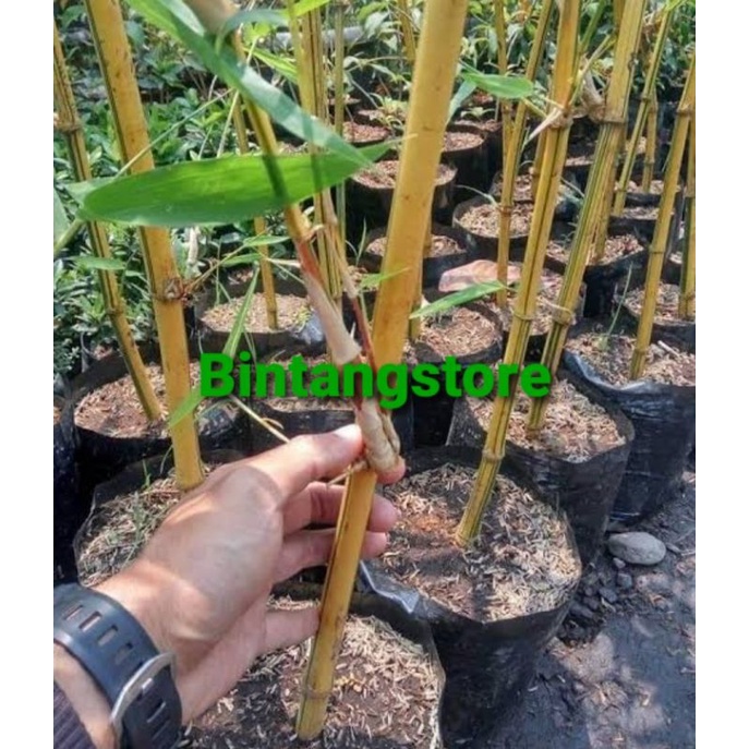 Jual Bibit bambu kuning mini SUPER perbatang | Shopee Indonesia