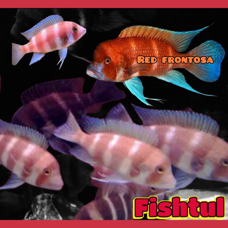 Jual Cichlid Red Frontosa | Shopee Indonesia