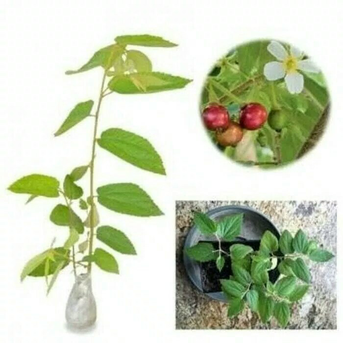 Jual Bibit pohon seri | pohon kersen | pohon talok | Shopee Indonesia