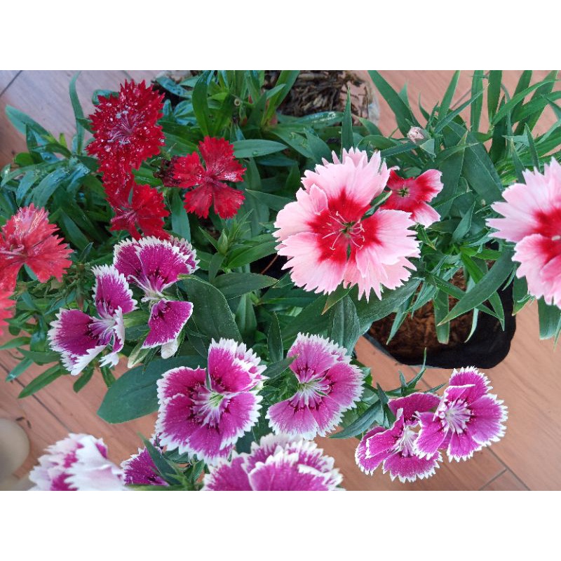 Jual PAKET TANAMAN ANYELIR 4 POHON | Shopee Indonesia