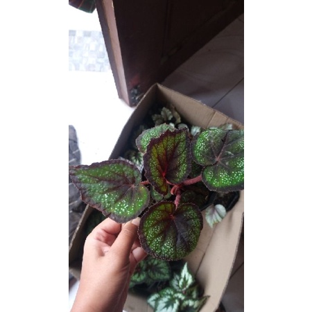Jual begonia coklat hijau, begonia black knight, begonia murah, begonia ...