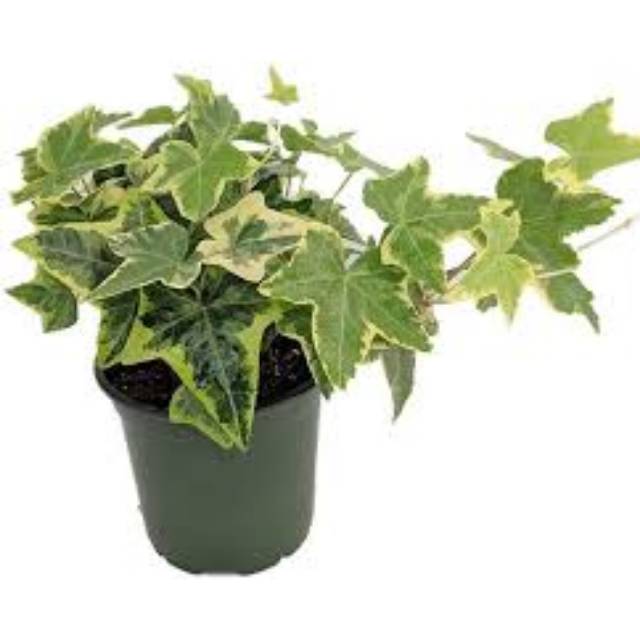 Jual Tanaman Ivy Varigata / English Ivy Varigated | Shopee Indonesia