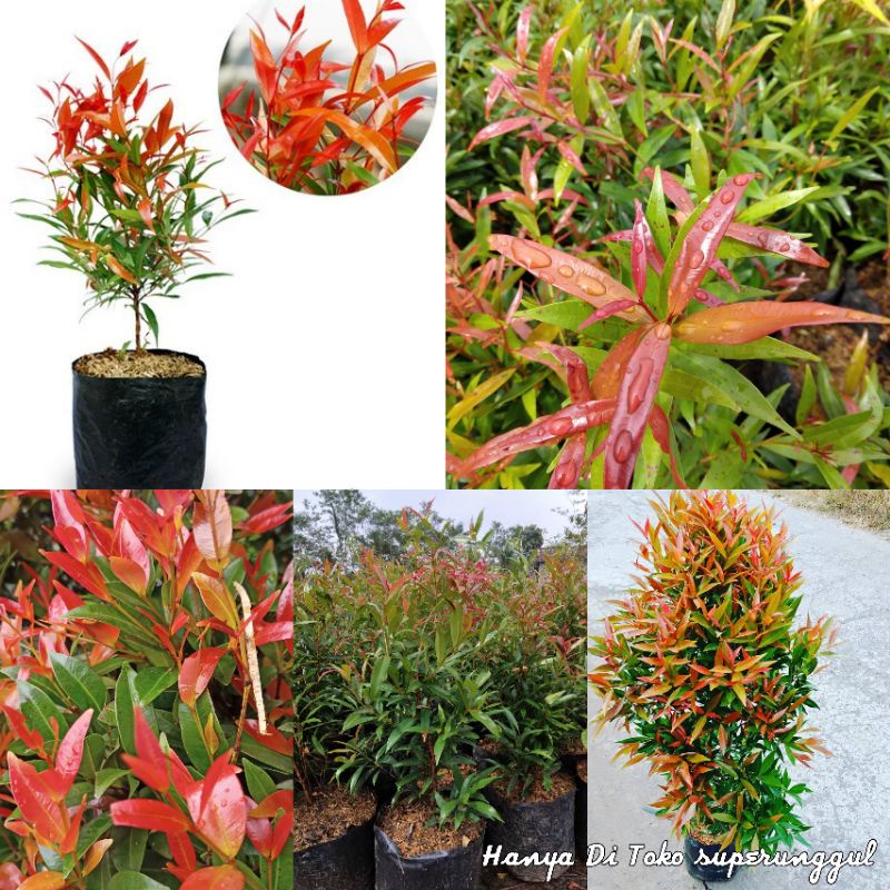 Jual bibit pucuk merah super | Shopee Indonesia