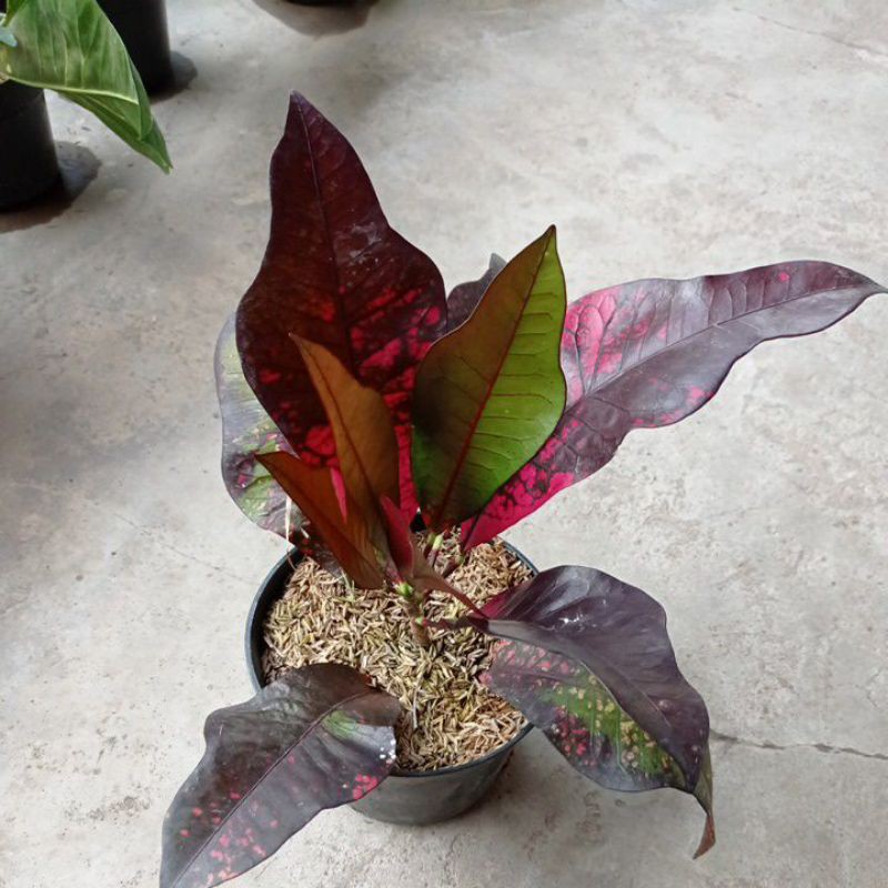 Jual Tanaman bunga hias puring red crazyharga murah berkwalitas bagus ...
