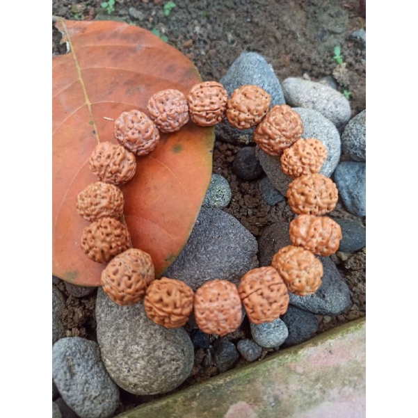 Jual gelang genitri Jenitri asli ukuran jumbo | Shopee Indonesia