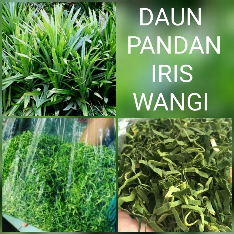 Jual daun pandan iris dekorasi/kedukaan 500 gram | Shopee Indonesia