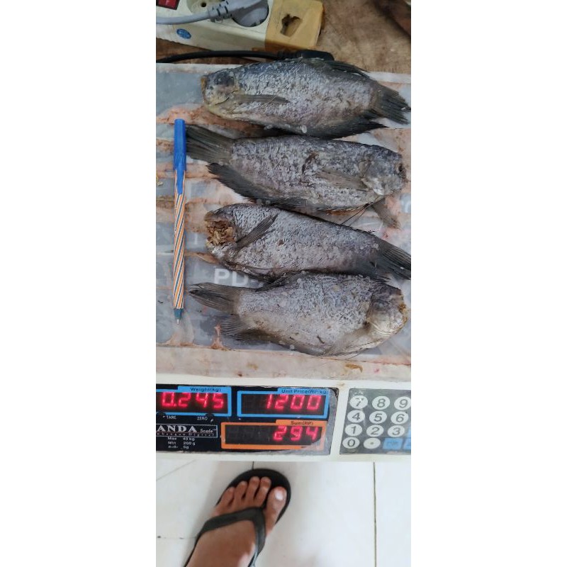 Jual Ikan Sepat Siem Thailand | Shopee Indonesia