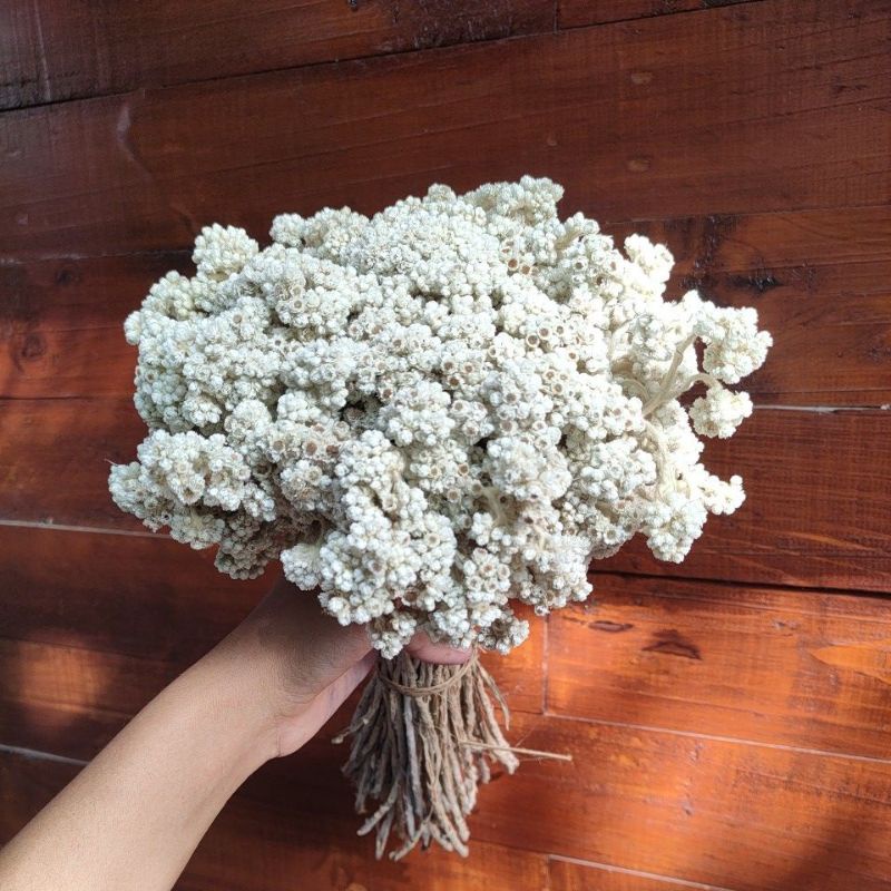 Jual bunga abadi putih Lawu ikat besar/ bunga kering / edelweiss Lawu ...