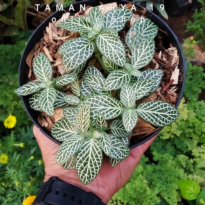 Jual TANAMAN HIAS FITTONIA WHITE (tanaman hidup-bunga hidup Besar ...