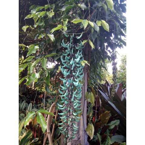 Jual Tanaman Hias Bunga Flame Of Irian Biru (Mucuna bennettii F. Muell ...