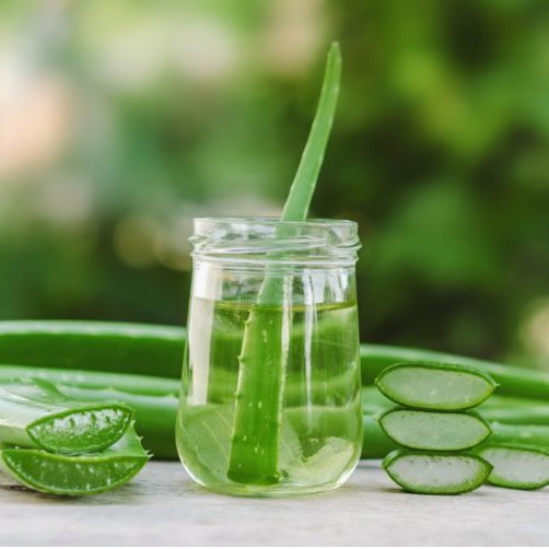 Jual Aloe Vera Extract 500 ml Ekstrak Cair Lidah Buaya Murni | Shopee Indonesia