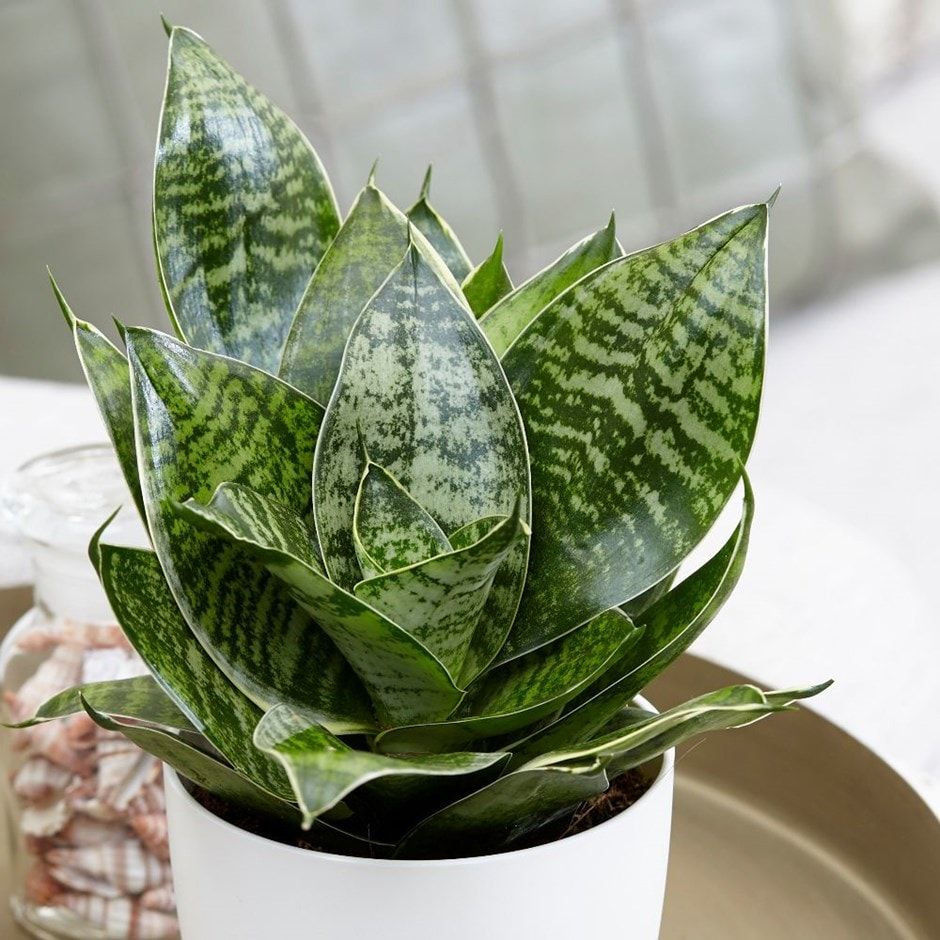 Jual Sansevieria Lidah Mertua Futurata Kodok Tanaman Hias Daun Hijau ...