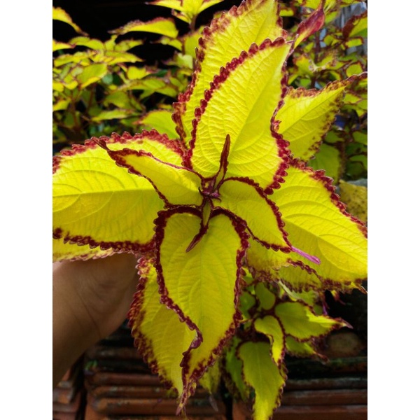 Jual tanaman hias miana kuning/miana yellow/rimbun dan berakar JENIS ...
