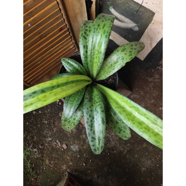 Jual tanaman hias drimopsis macculata(lidah katak) | Shopee Indonesia