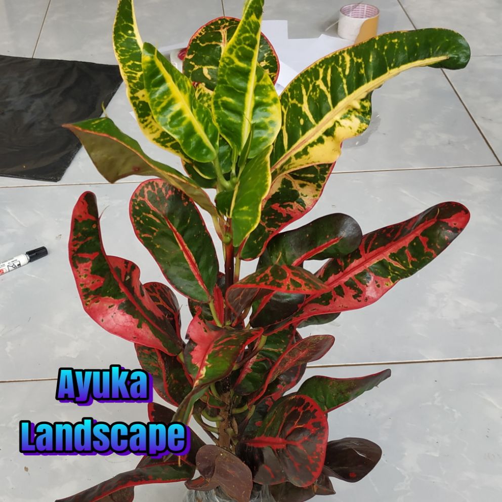 Jual Puring kerupuk tinggi 30cm daun rindang/rimbun / Azkia taman ...