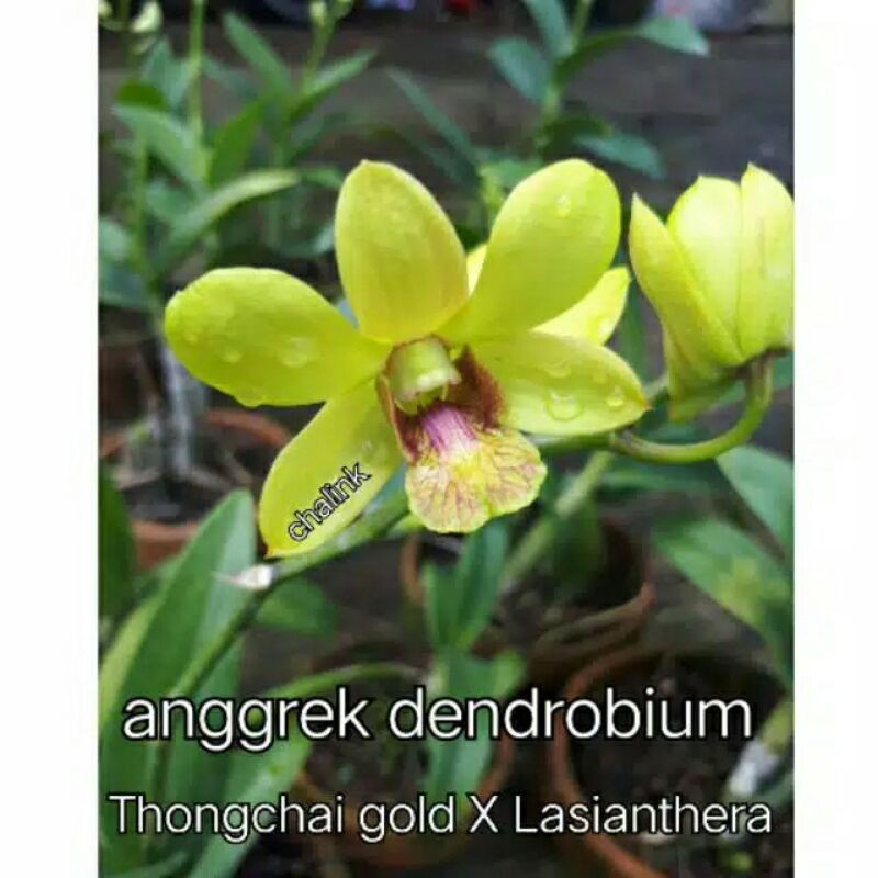 Jual Anggrek Dendrobium Thongchai Gold x Lasianthera | Shopee Indonesia