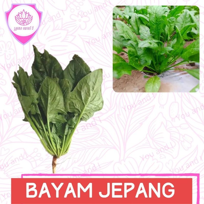 Jual Benih BAYAM JEPANG [isi-2] Horenso - Biji Bibit Sayur | Shopee ...
