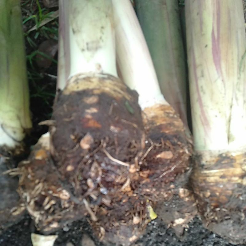 Jual Bentoel Bentul Umbi talas segar minim order 2 kg @ kilogram ...