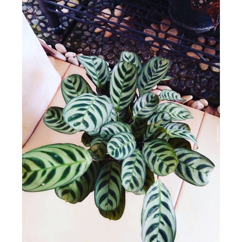 Jual Tanaman hias calathea sepat-tanaman hidup-calathea -tanaman hias ...
