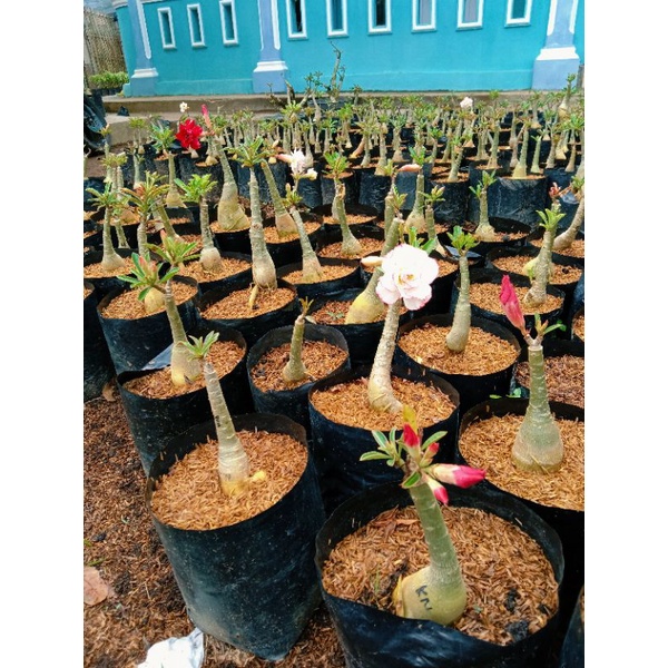 Jual adenium tumpuk | Shopee Indonesia
