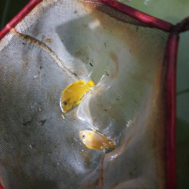 Jual Botana kuning | Shopee Indonesia