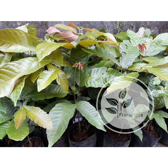 Jual Bibit pohon matoa / Tanaman buah matoa / Buah matoa khas papua ...