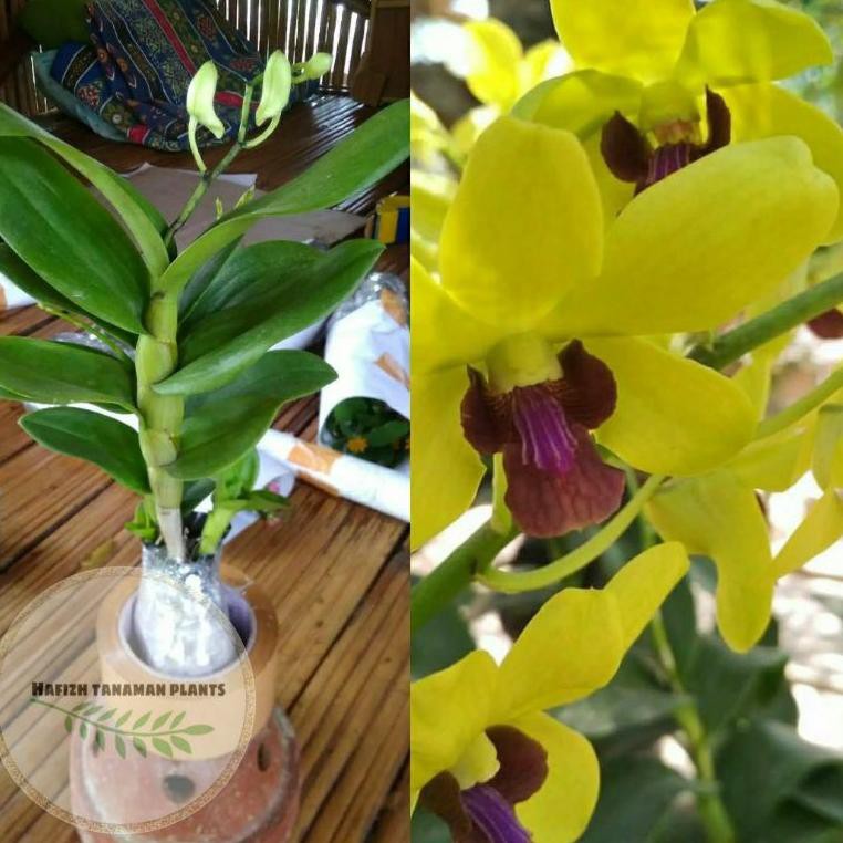 Jual bunga anggrek Dendrobium - bunga anggrek kuning - angrek tanaman ...