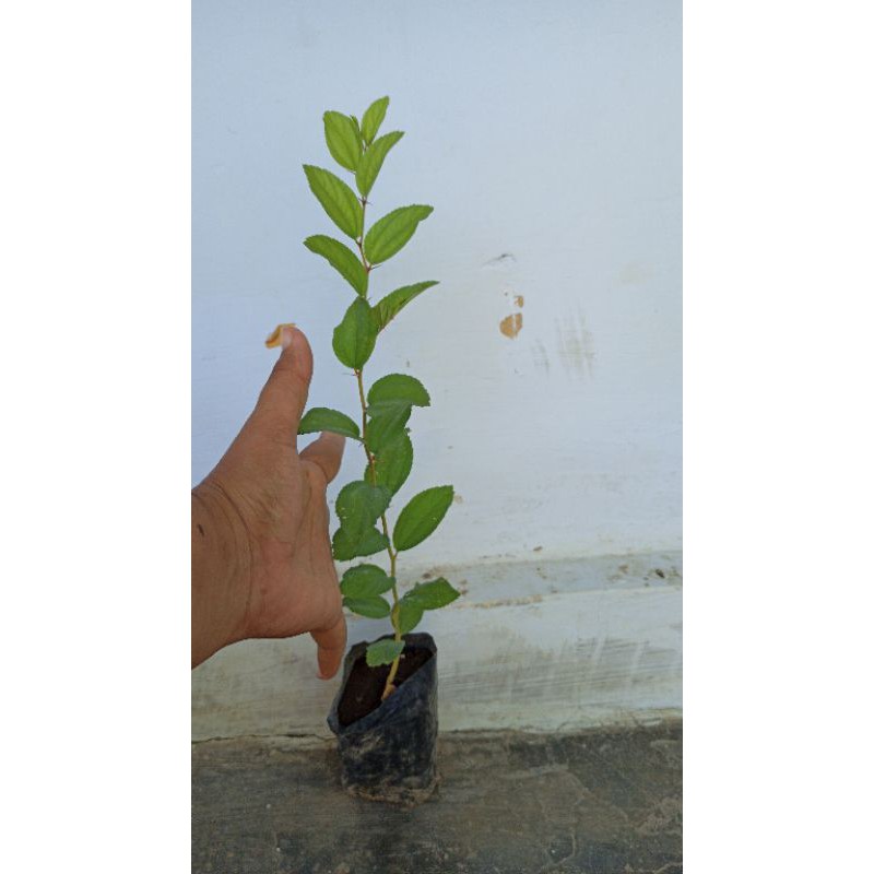 Jual BIBIT bidara arab (sidr) | Shopee Indonesia