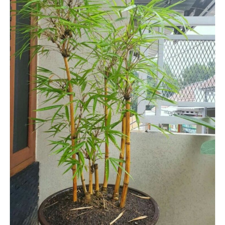 Jual tanaman hias bambu kuning tinggi pohon 75-90cm | Shopee Indonesia