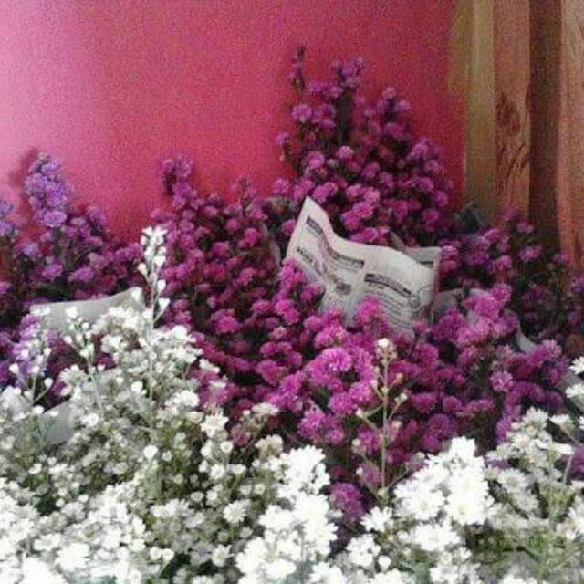 Jual Bunga Pikok Segar Bunga Potong Asli 1 Ikat 10 Tangkai | Shopee ...