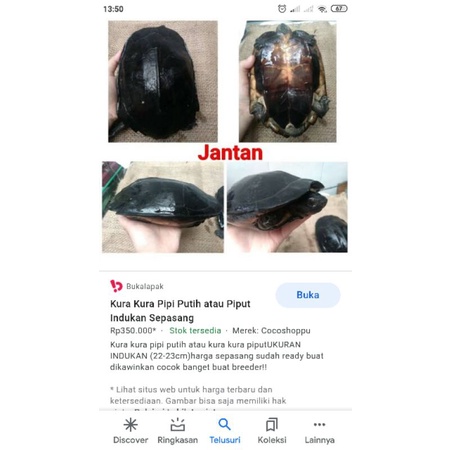 Jual kura kura piput indukan size 20cm | Shopee Indonesia