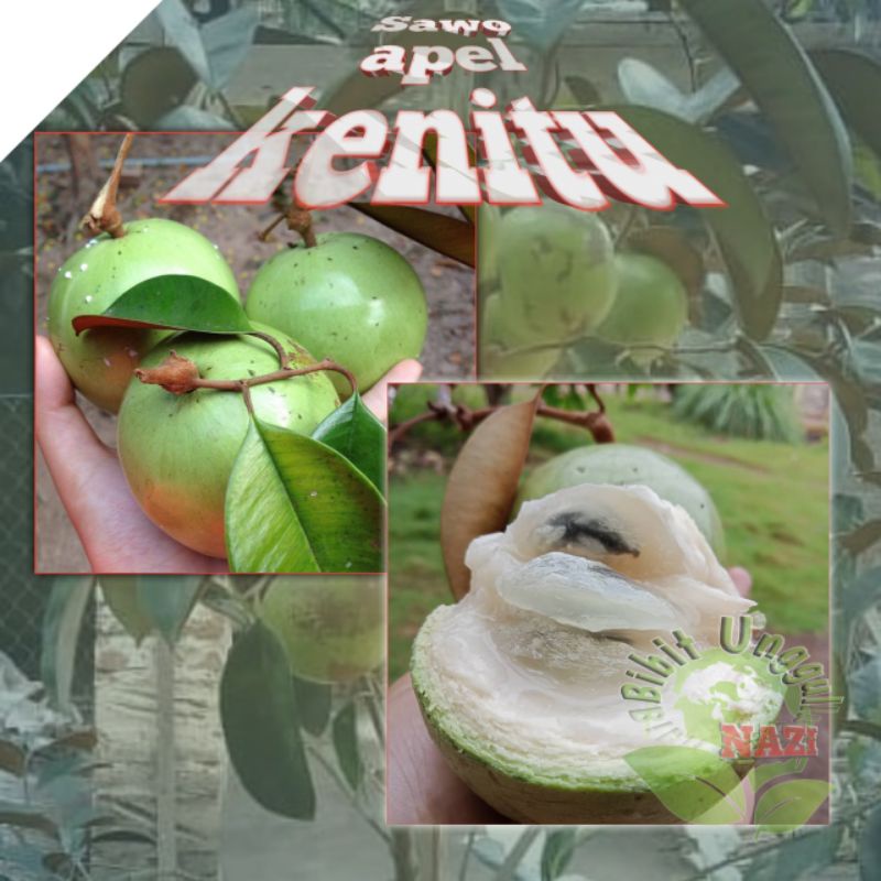 Jual Bibit Buah Kenitu / Sawo apel berkualitas bisa tanam dalam pot ...