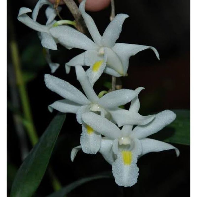 Jual DENDROBIUM MERPATI DEWASA,BUNGA HARUM | Shopee Indonesia
