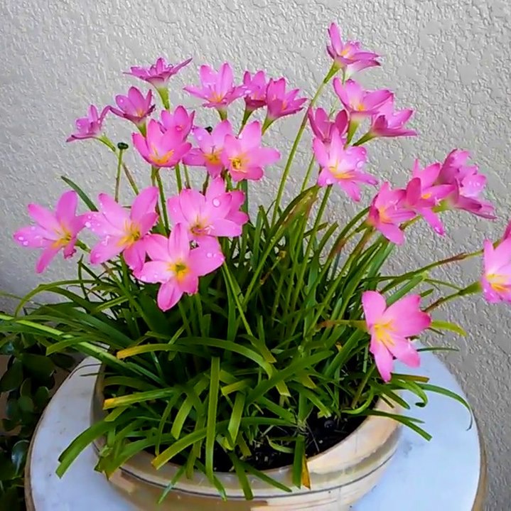 Jual Tanaman Hias Rain Lily Pink Kuning Putih - Lili Hujan ...