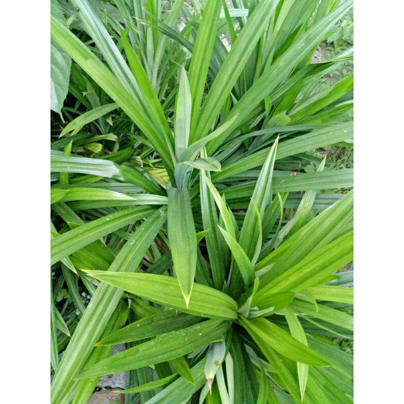 Jual DAUN PANDAN SEGER 1 IKAT(10 LEMBAR) | Shopee Indonesia