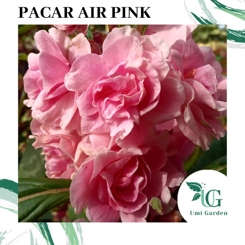 Jual 75 Biji Benih Bunga Pacar Air Impatiens Rose Balsamina Pink ...
