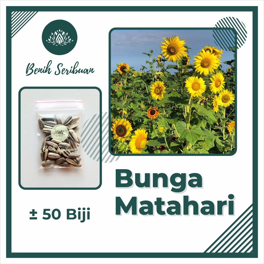 Jual Bibit Bunga : 50 Benih Biji Matahari Lokal Super Unggul Tanaman ...