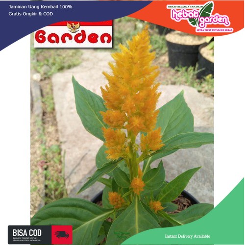 Jual CELOSIA KIMONO BUNGA KUNING - JENGGER AYAM BUNGA KUNING | Shopee ...