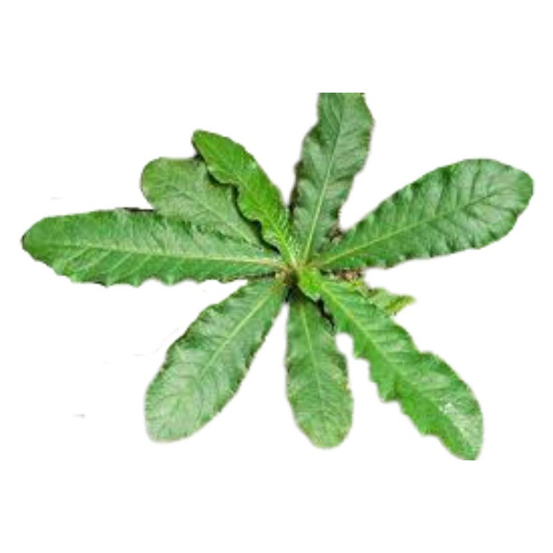 Jual Jual Daun tapakliman / tapak liman 500gram basah segar siap petik ...