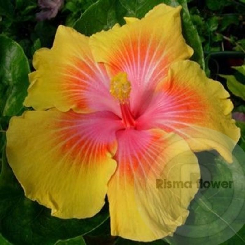 Jual TANAMAN HIAS BUNGA KEMBANG SEPATU VALLEY HIBISCUS ( POHON HIAS ...