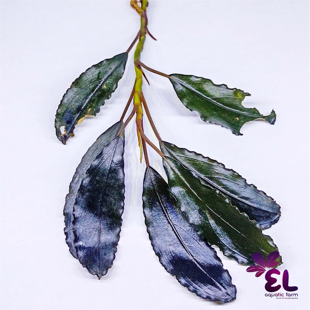 Jual Bucephalandra Blue Metallic | Shopee Indonesia