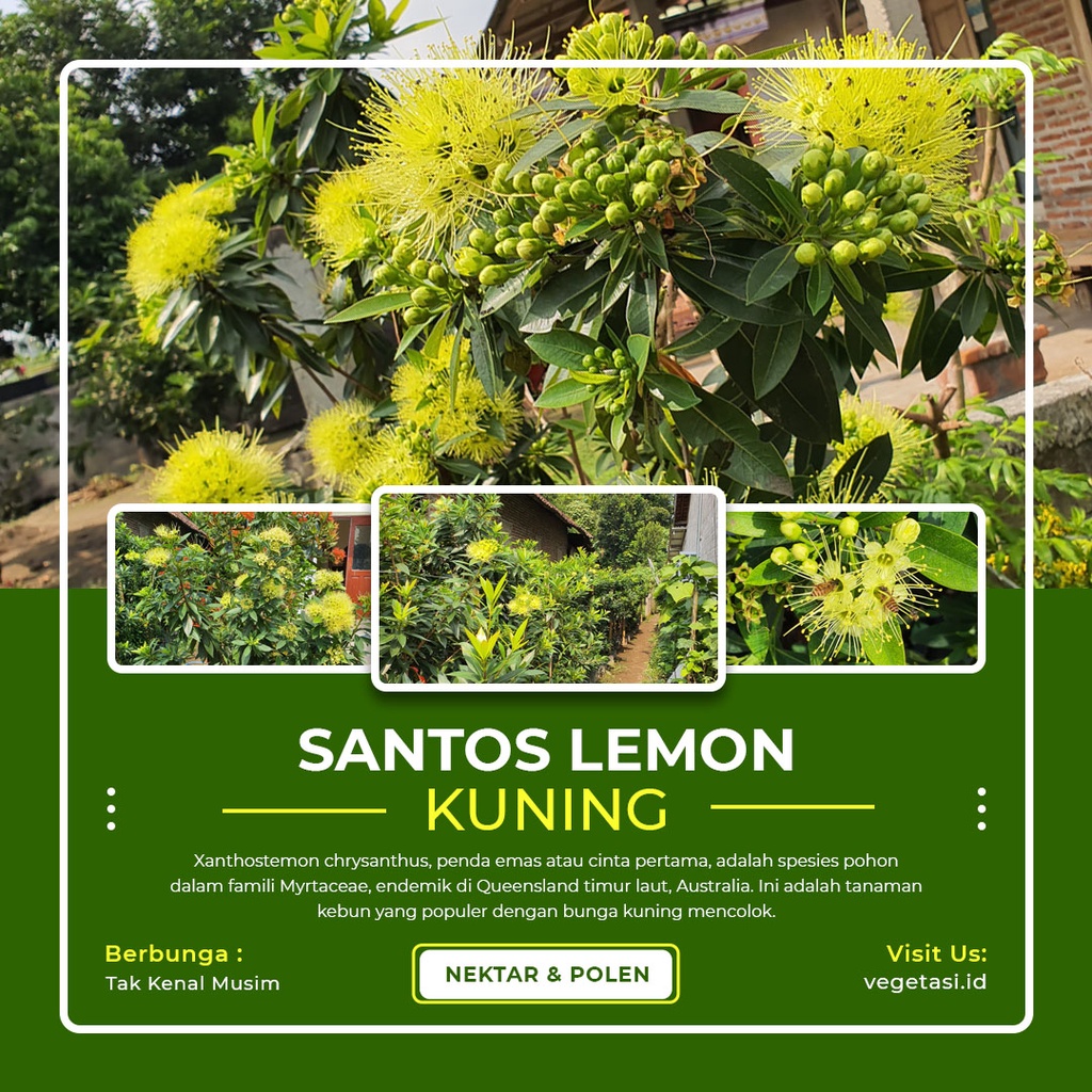 Jual Bunga Santos Lemon Kuning 70cm Up Xanthostemon Tanaman Pakan Lebah