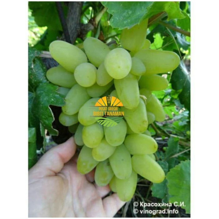 Jual Paling Murah! bibit anggur harold Grafting Siap Berbuah | Shopee ...