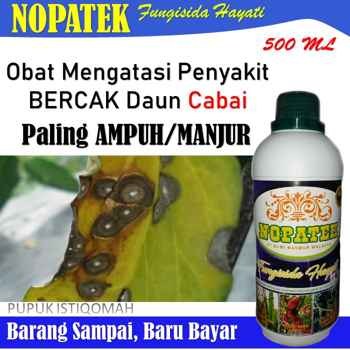 Jual NOPATEK Obat Bercak Daun Cabe - Nopatek Fungisida Hayati ... Jual NOPATEK Obat Bercak Daun Cabe - Nopatek Fungisida Hayati ...