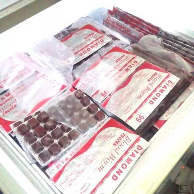 Jual Cacing Beku Original / Frozen Bloodworm Pioneer / Diamond | Shopee ...