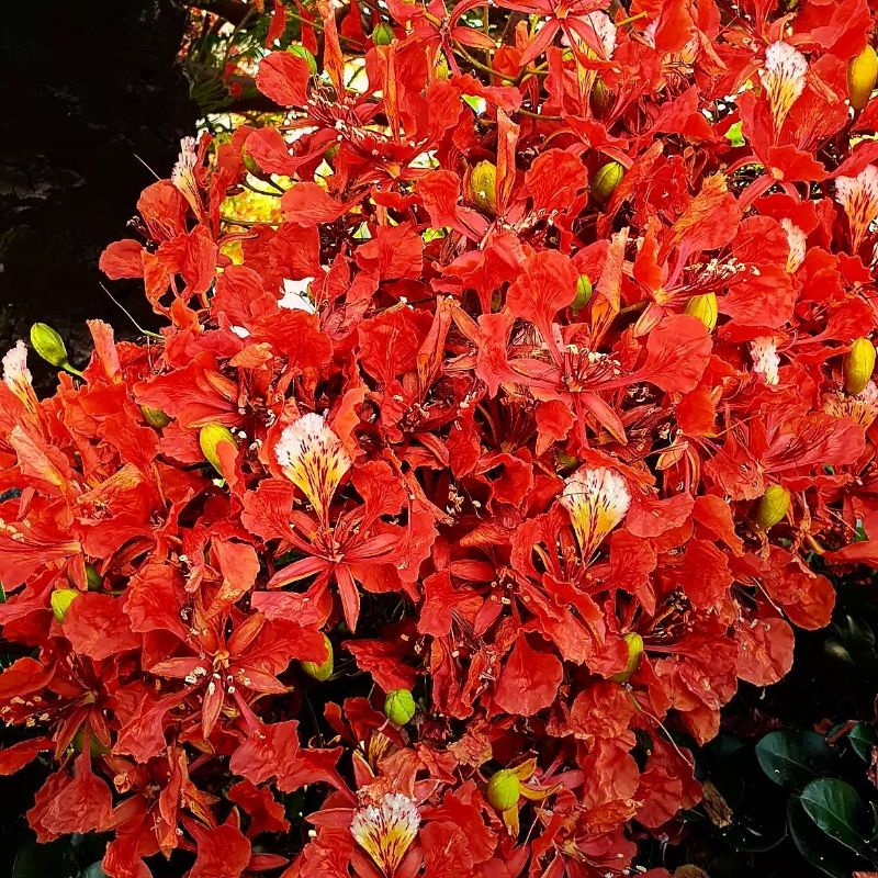 Jual Bibit tanaman pohon bunga merah flamboyan/royal poinciana (Delonix ...