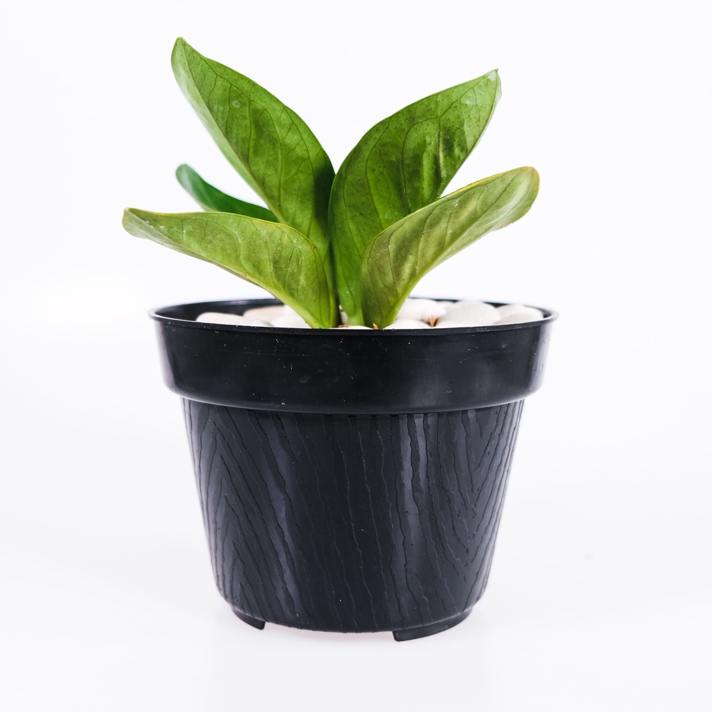 Jual Anthurium Jemani Mangkok daun tebal | Shopee Indonesia