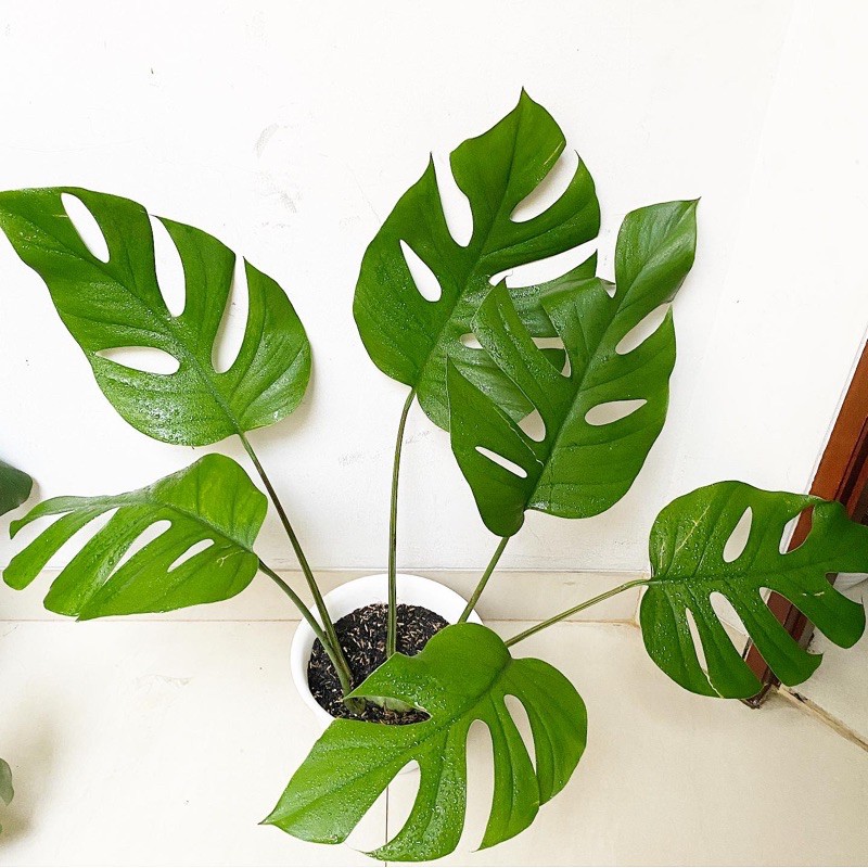 Jual Monstera Rhaphidophora Pertusa- free bottle spray! | Shopee Indonesia